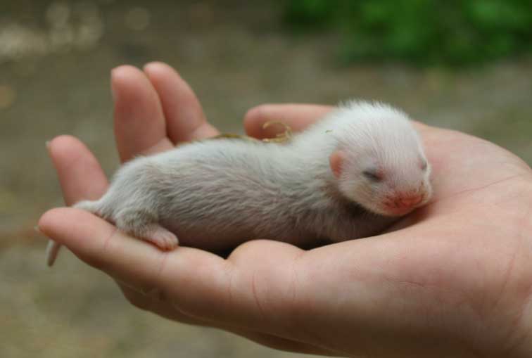 Bebe Furet Vendre Pas Cher